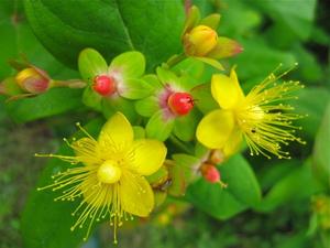Hypericum - Pink Berry – Happy Trowels Farm