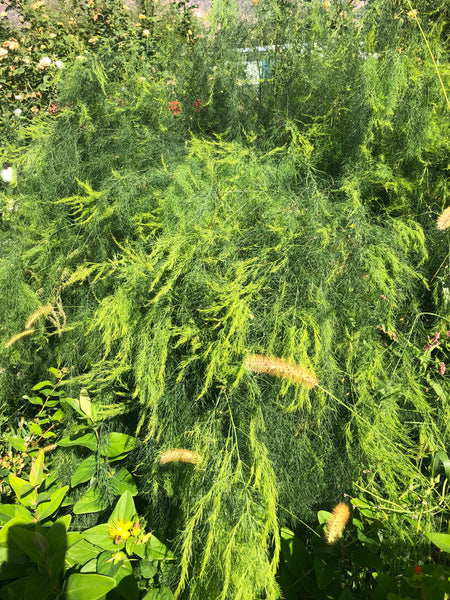 Asparagus Fern – Happy Trowels Farm