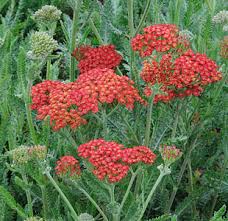 Yarrow Fireland – Happy Trowels Farm